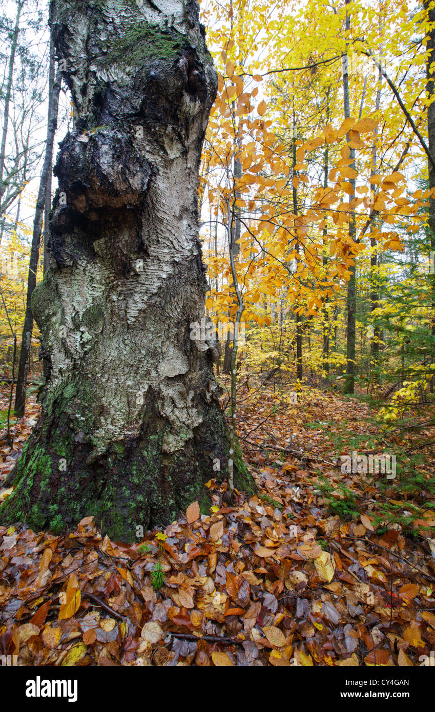 Old beat up looking birch tree in Thornton Gore which was a old hill ...