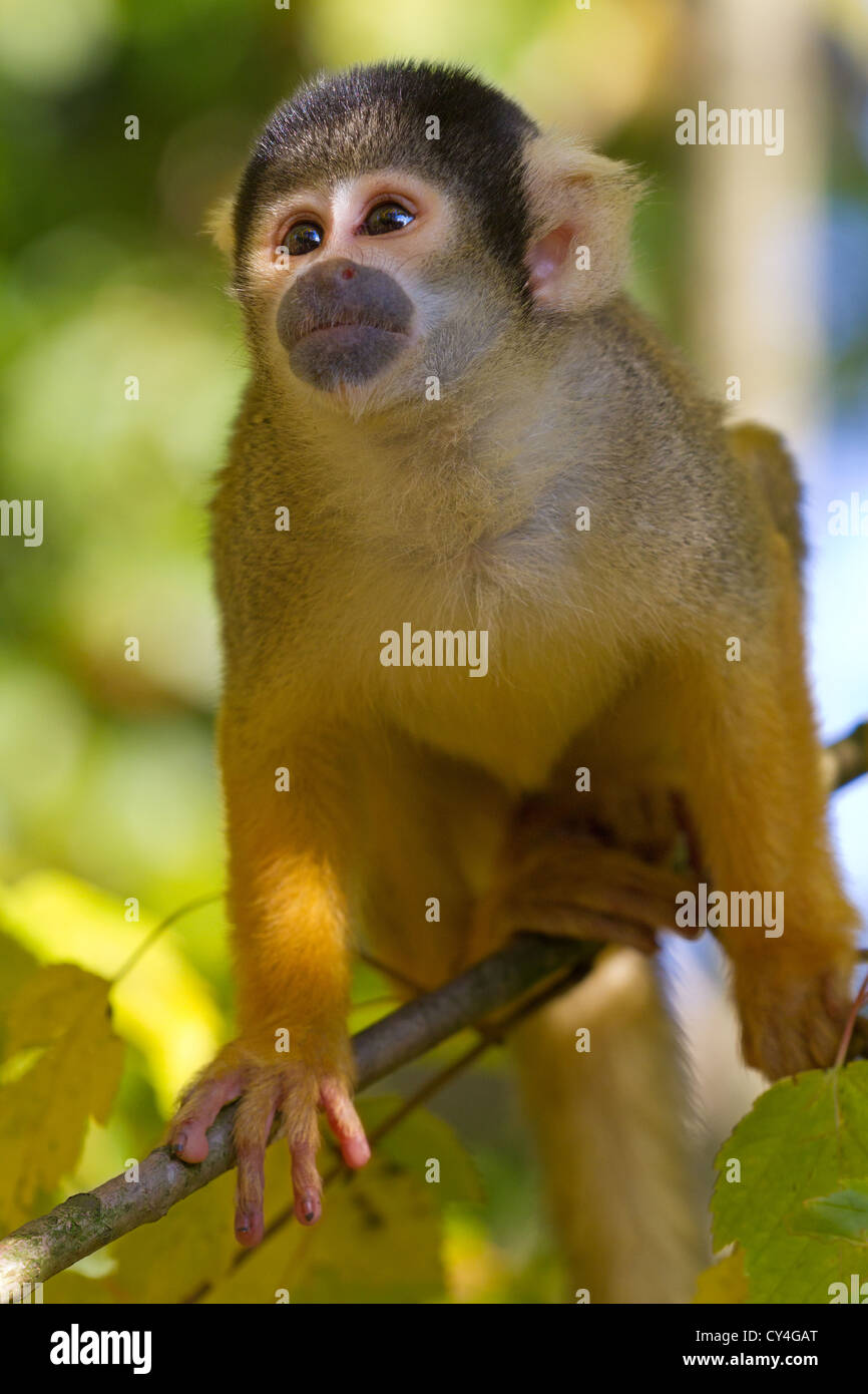 Black capped squirrel monkeys hi-res stock photography and images - Alamy