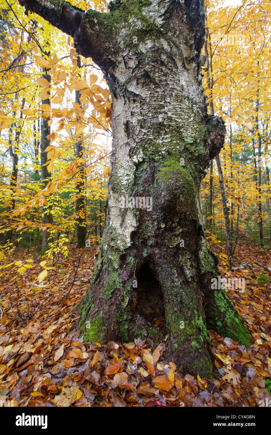Old beat up looking birch tree in Thornton Gore which was a old hill ...
