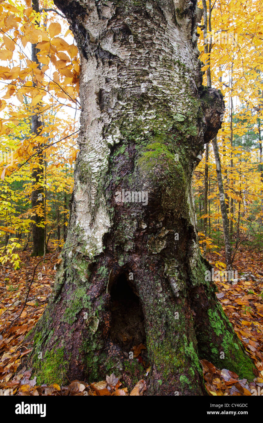 Old beat up looking birch tree in Thornton Gore which was a old hill ...