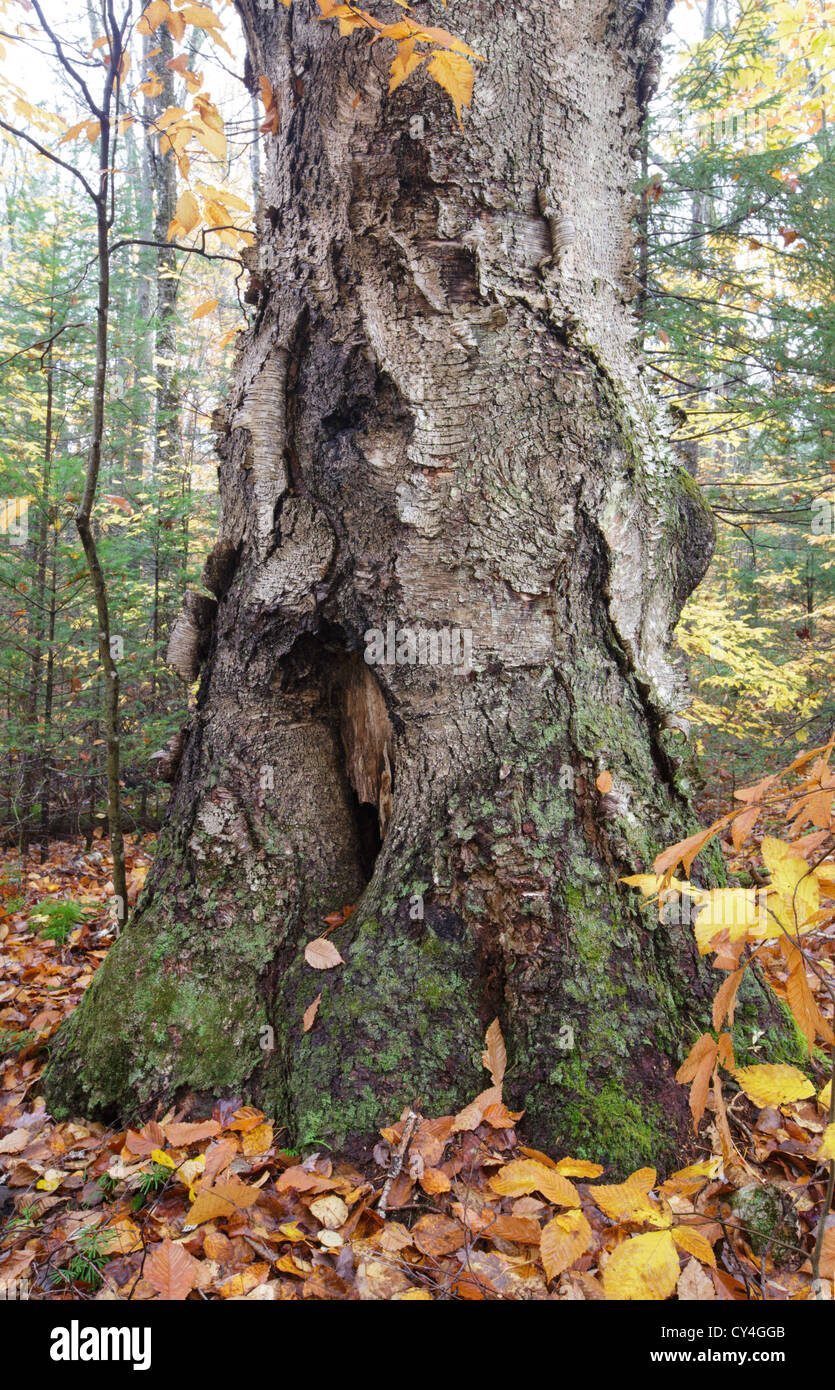 Old beat up looking birch tree in Thornton Gore which was a old hill ...