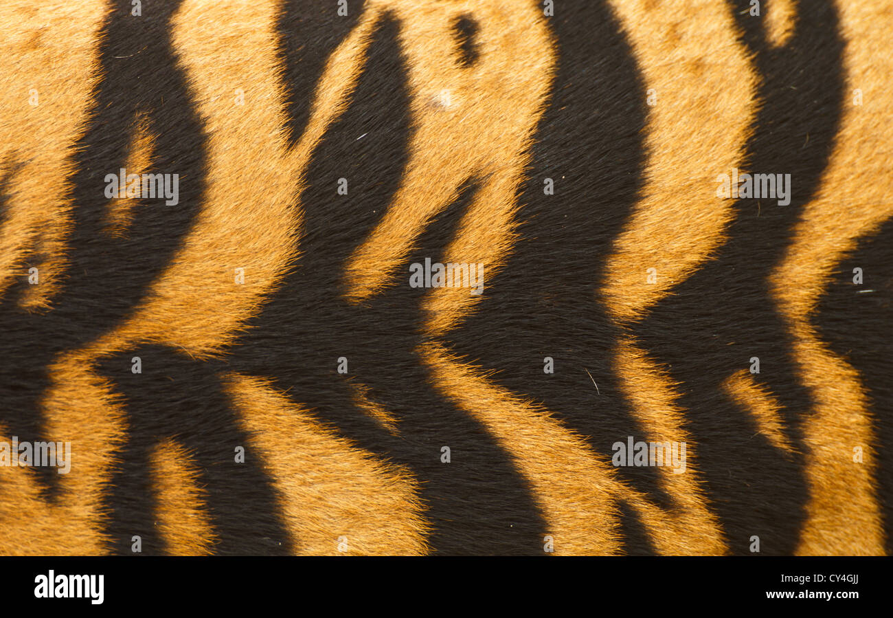 Real Tiger Pattern