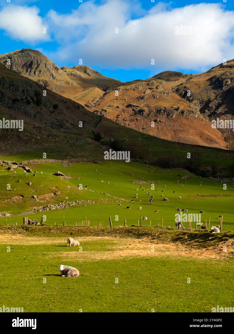Sheep grazing in mountain scenery in Great Langdale in the Lake ...