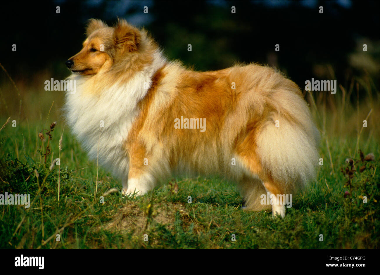 CLOSE-UP OF BEAUTIFUL SHETLAND SHEEPDOG STANDING / ENGLAND Stock Photo ...