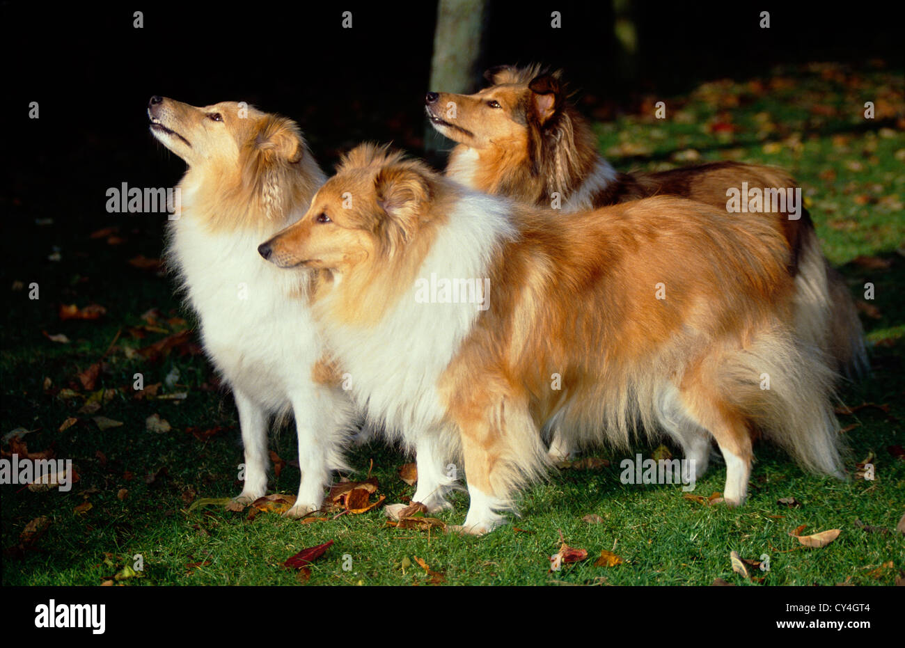 THREE BEAUTIFUL SHETLAND SHEEPDOGS / ENGLAND Stock Photo - Alamy