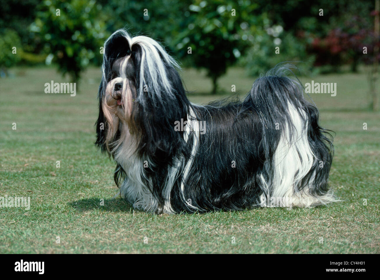 SIDE VIEW OF ADULT SHIH TZU STANDING IN YARD / IRELAND Stock Photo - Alamy