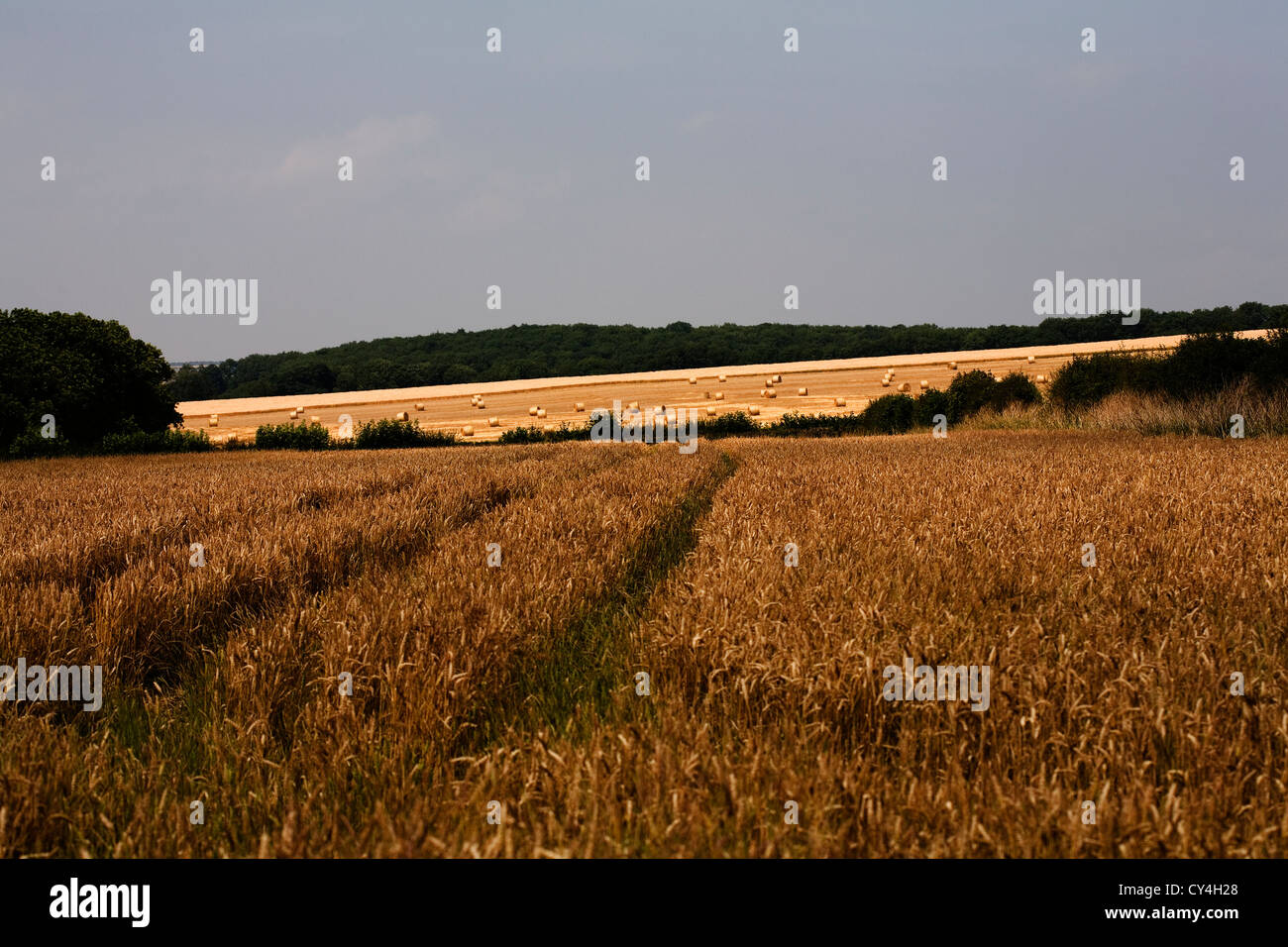 Cornfield ripening wheat near Pocklington Yorkshire Wolds East ...