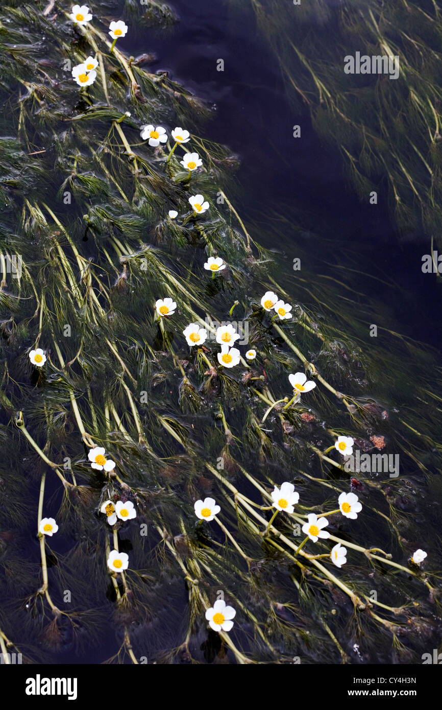River Water-crowfoot growing in the River Tweed near Melrose Scottish ...
