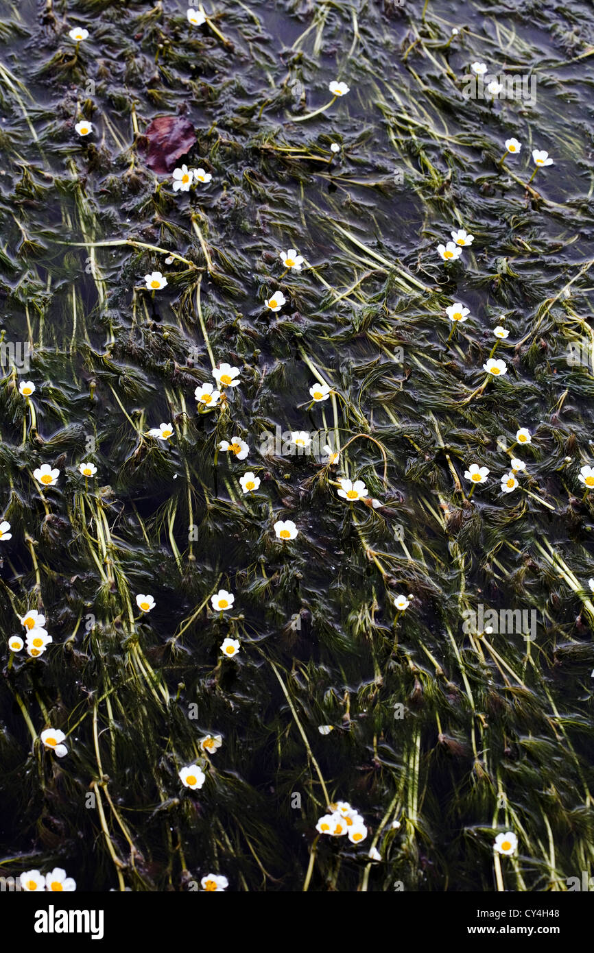 River water crowfoot hi-res stock photography and images - Alamy