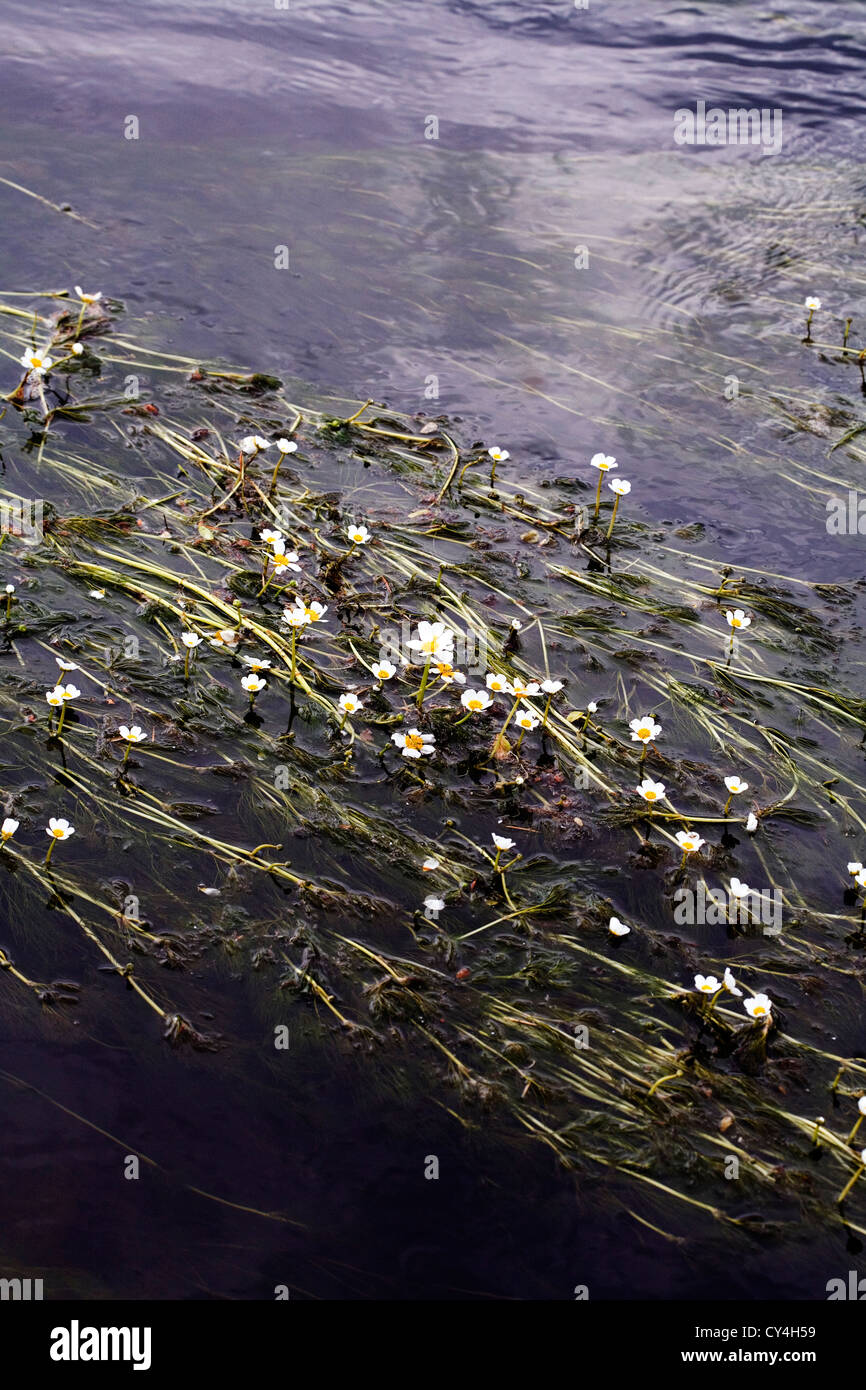 River Water-crowfoot growing in the River Tweed near Melrose Scottish ...