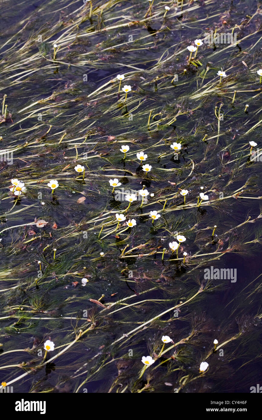 River Water-crowfoot growing in the River Tweed near Melrose Scottish ...