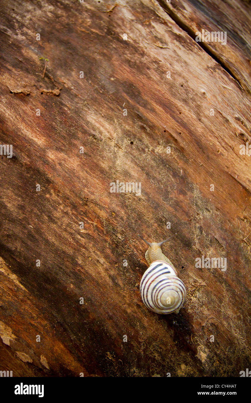 Tree bark texture little hi-res stock photography and images - Alamy