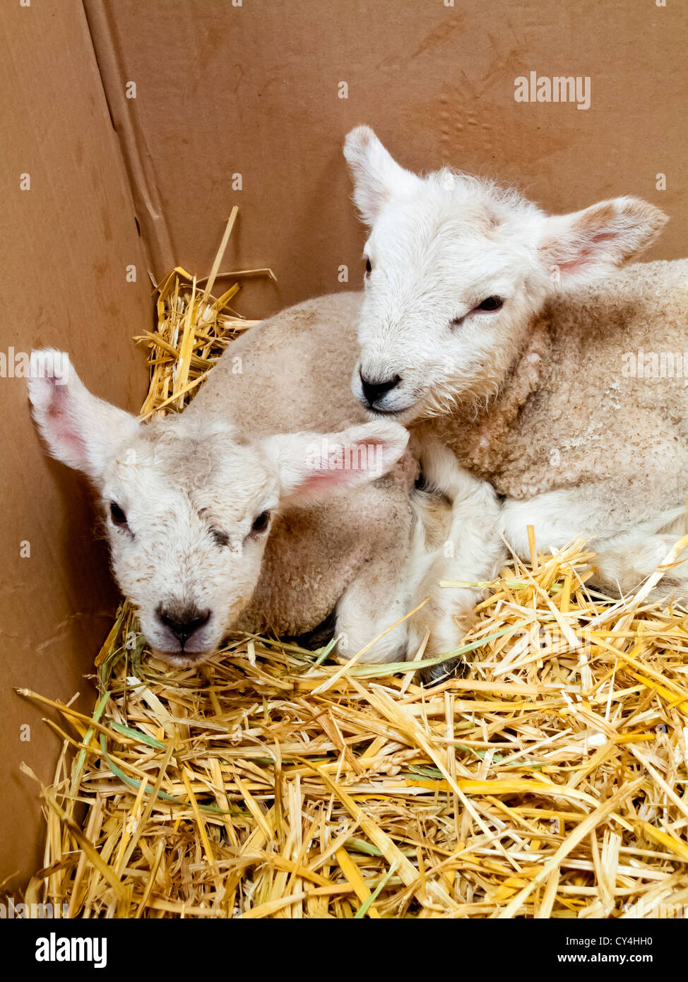 New born spring lambs in hay on a farm in Derbyshire England UK Stock ...