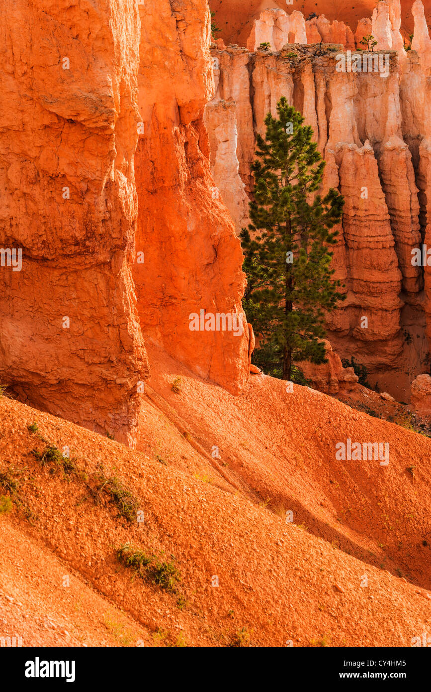 USA, Utah, Bryce Canyon, Single tree by steep cliff Stock Photo - Alamy