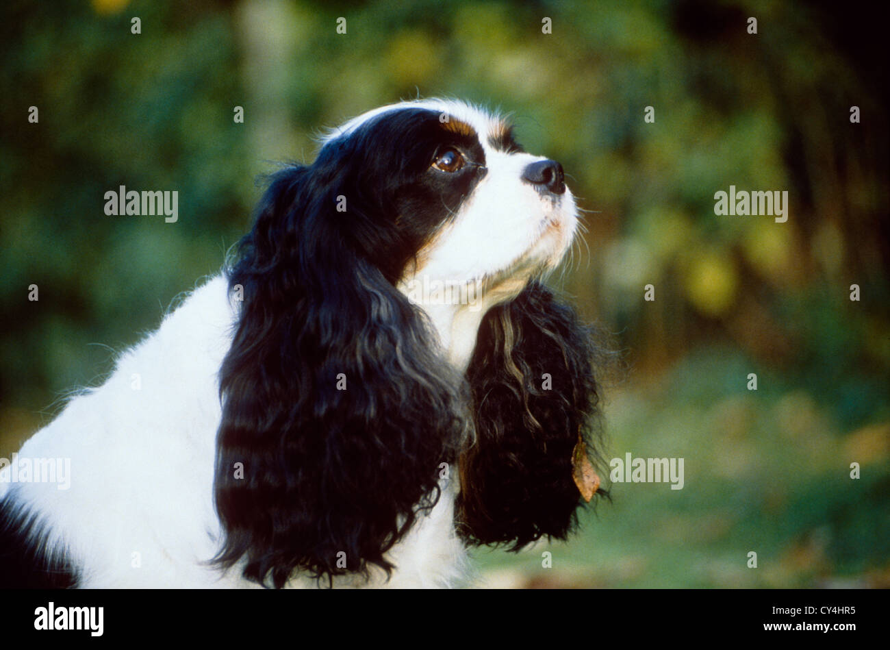 HEADSHOT OF ADULT ENGLISH COCKER SPANIEL / IRELAND Stock Photo - Alamy