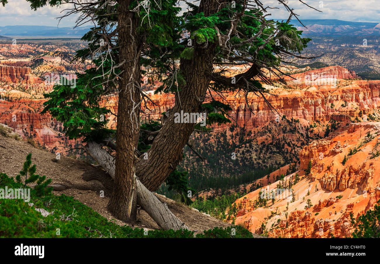 USA, Utah, Bryce Canyon, Trees at the edge of cliff Stock Photo - Alamy