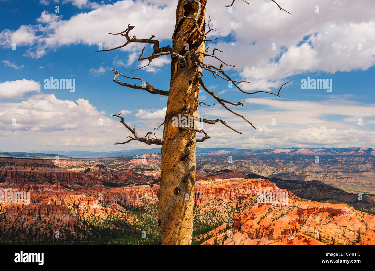 USA, Utah, Bryce Canyon, Dead tree Stock Photo - Alamy
