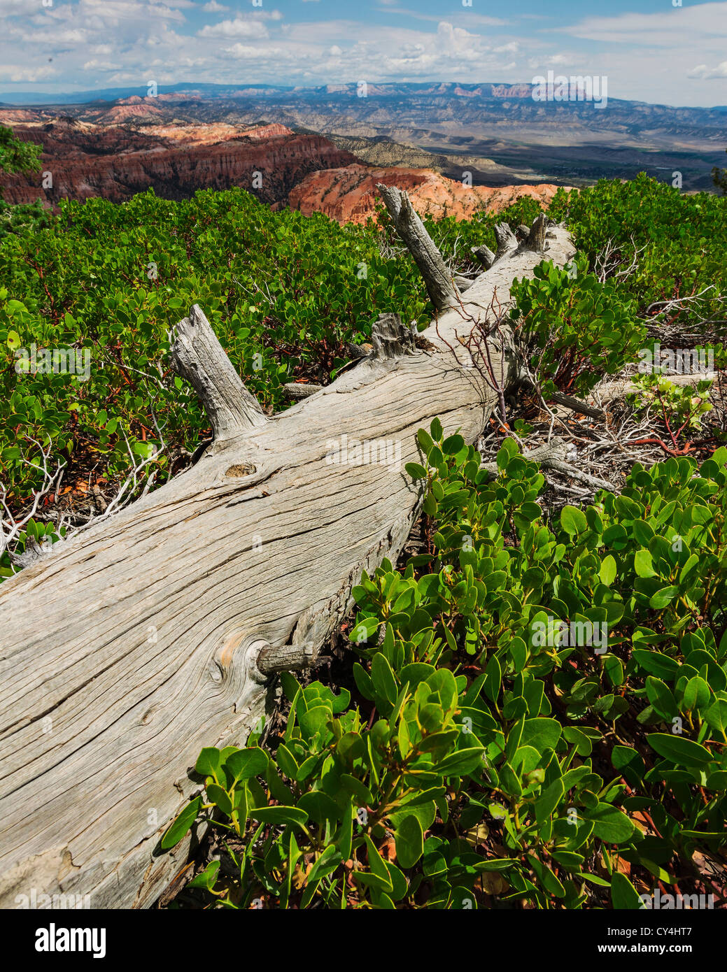 USA, Utah, Bryce Canyon, Weathered log Stock Photo - Alamy