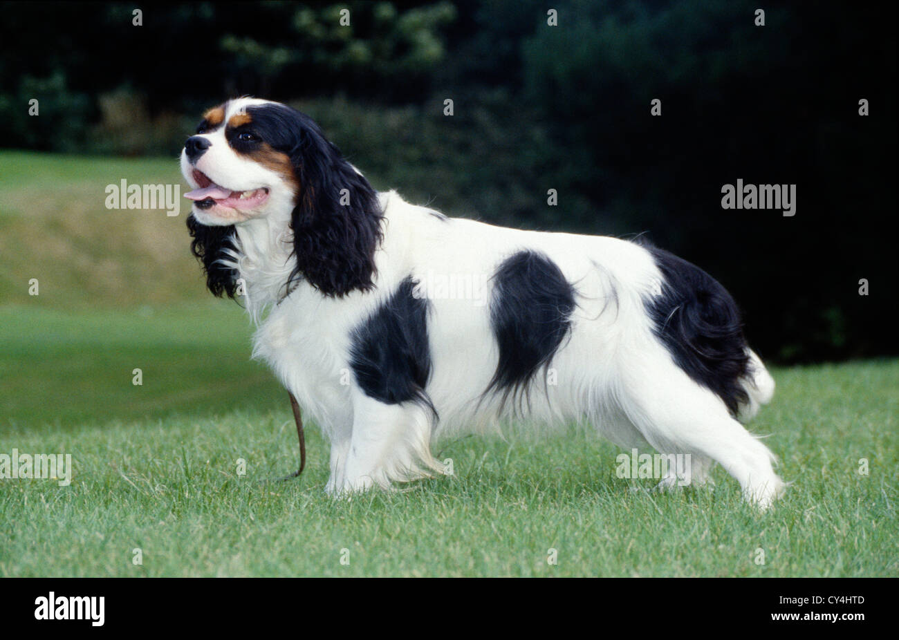 ADULT ENGLISH COCKER SPANIEL STANDING IN YARD / IRELAND Stock Photo - Alamy