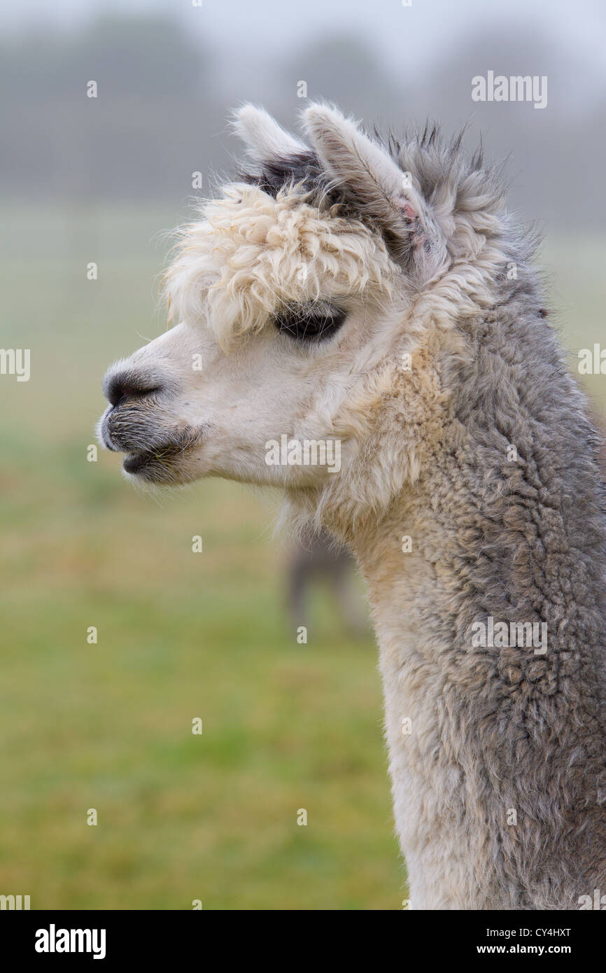 Alpaca in profile close up with face neck ears and fur Stock Photo - Alamy