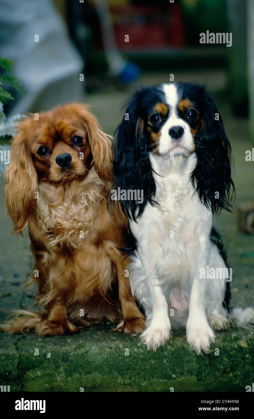 TWO ADULT CAVALIER KING CHARLES SPANIEL SITTING IN YARD/ ENGLAND Stock ...