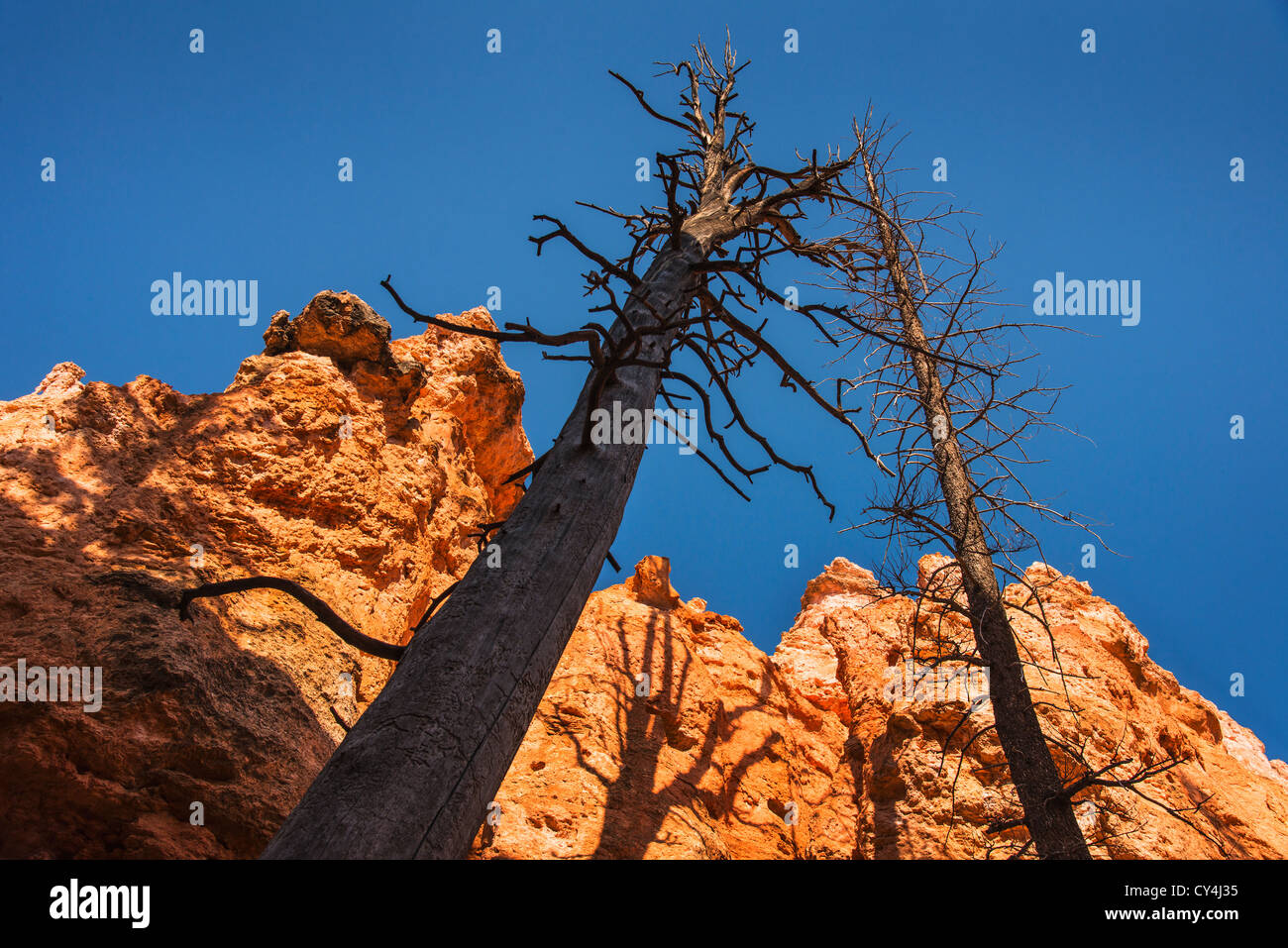 USA, Utah, Bryce Canyon, Navajo Loop Trail, Tall dead trees and rocks ...