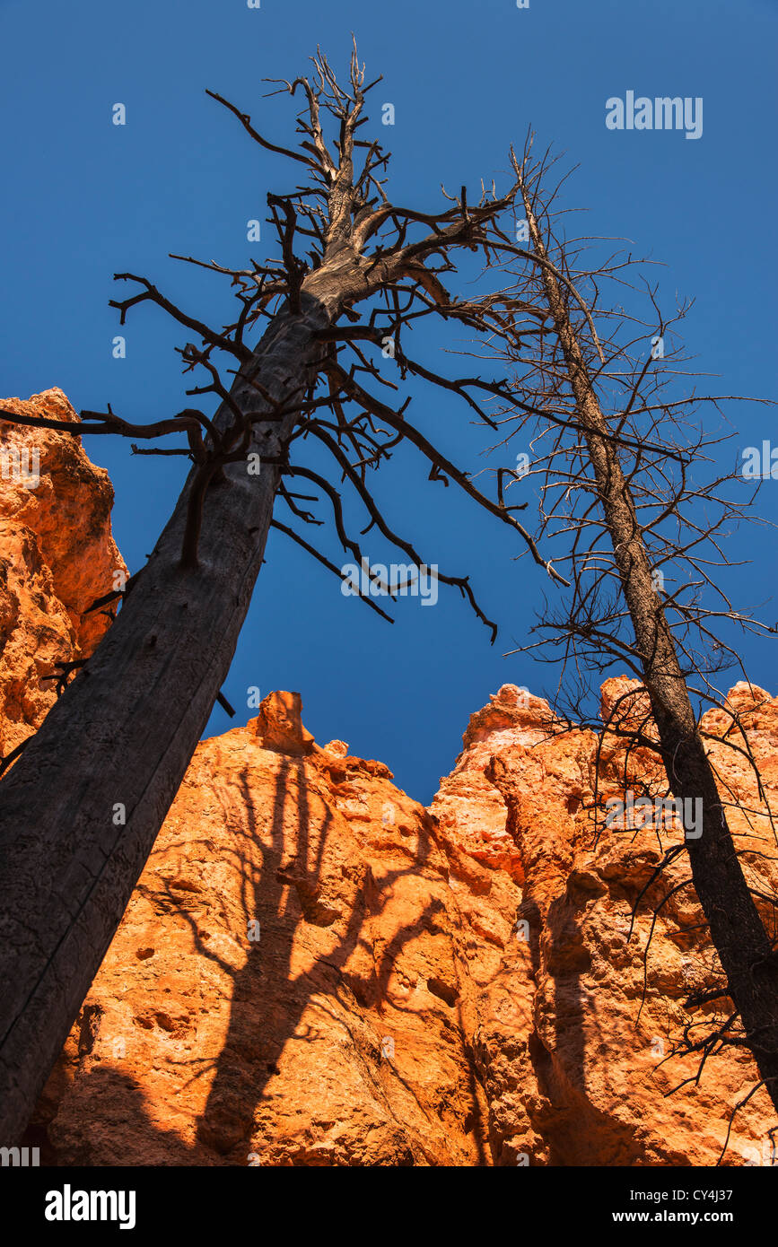 USA, Utah, Bryce Canyon, Navajo Loop Trail, Tall dead trees and rocks ...