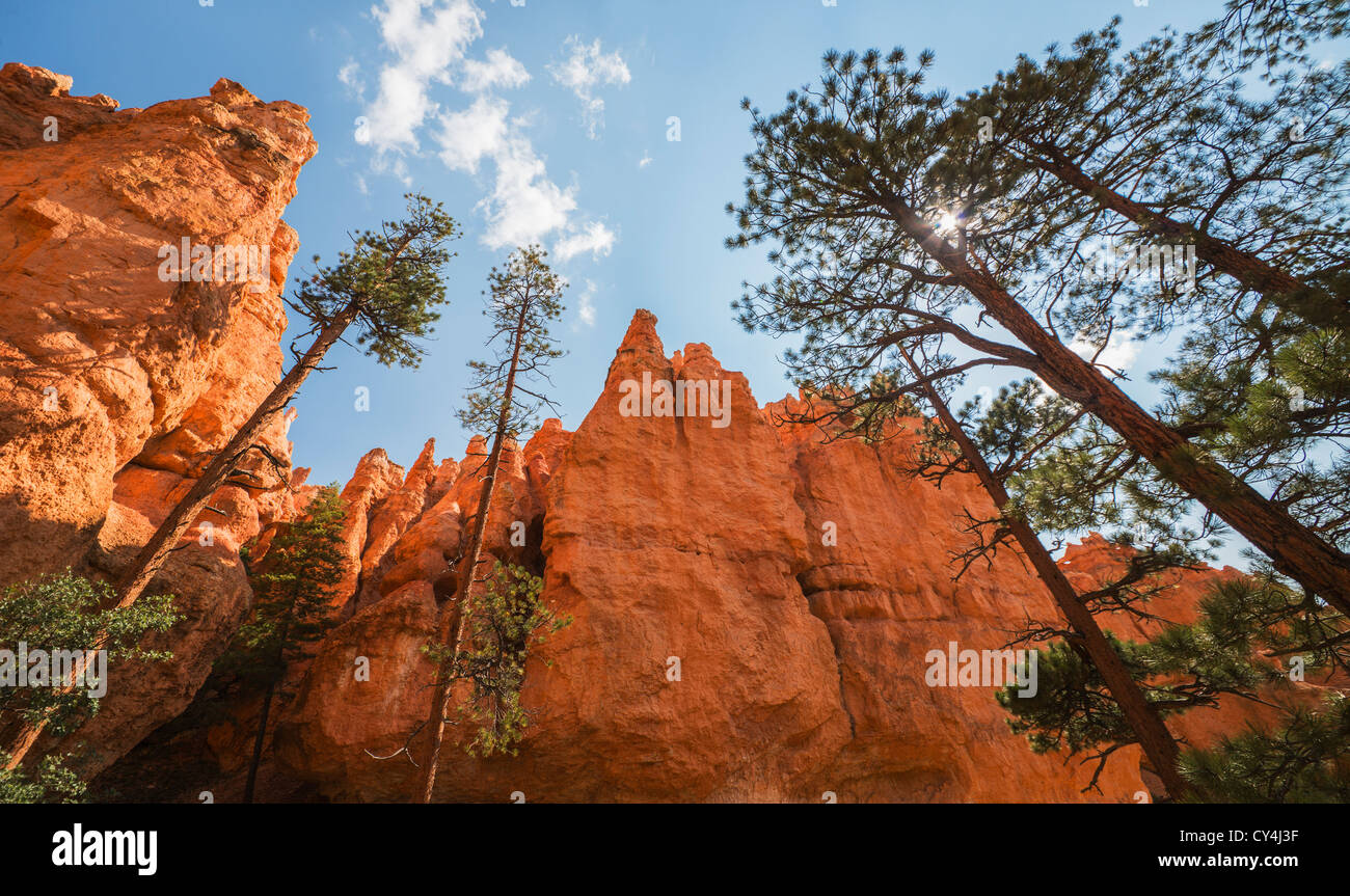Pine tree loop trail hi-res stock photography and images - Alamy