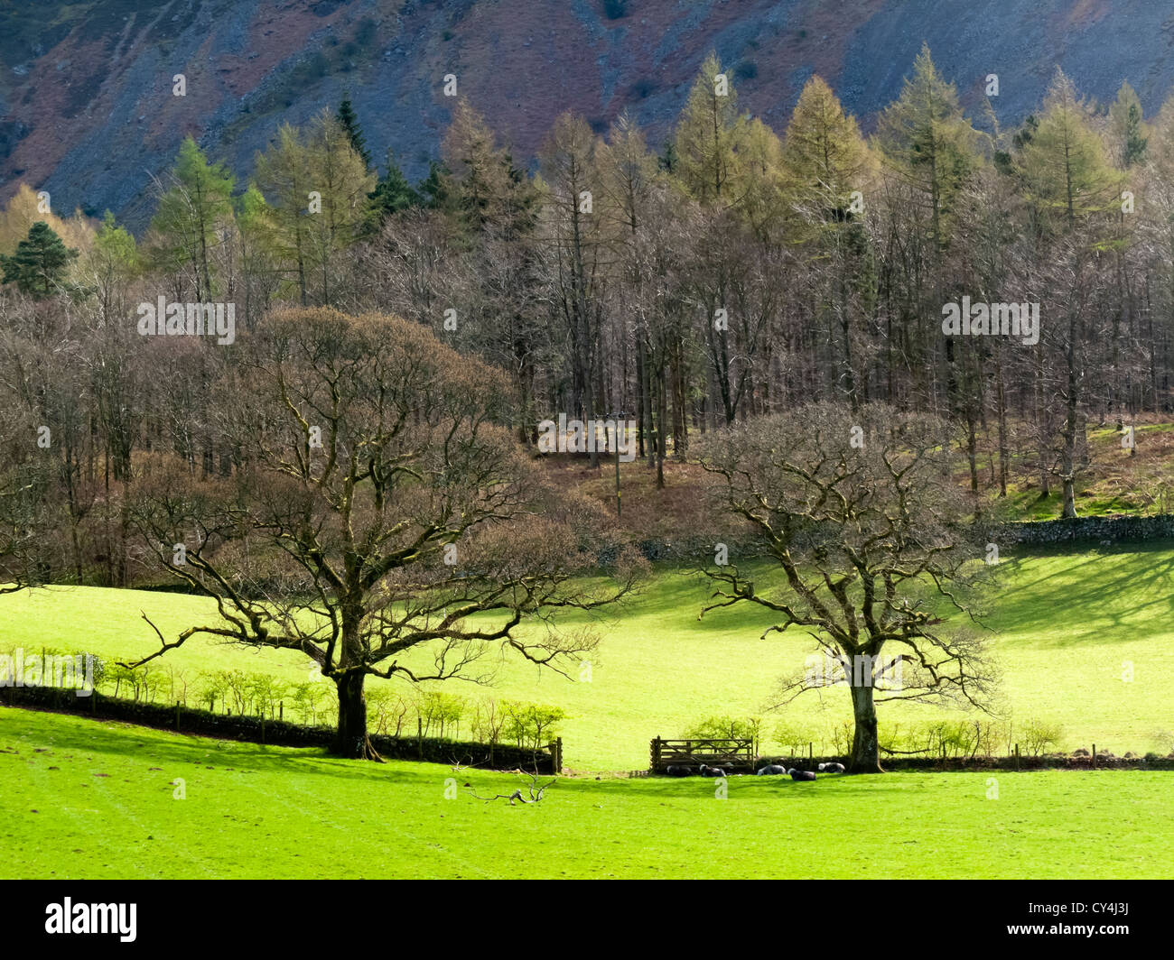 Trees in spring sunshine in the Lake District National Park Cumbria ...