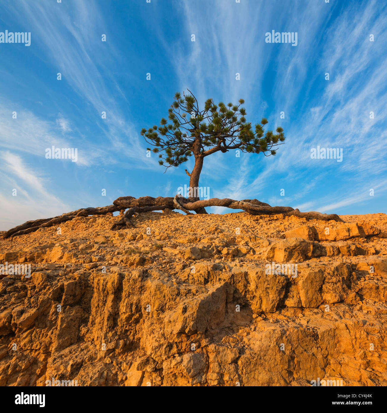 USA, Utah, Bryce Canyon, Ponderosa Pine at the edge of cliff Stock ...