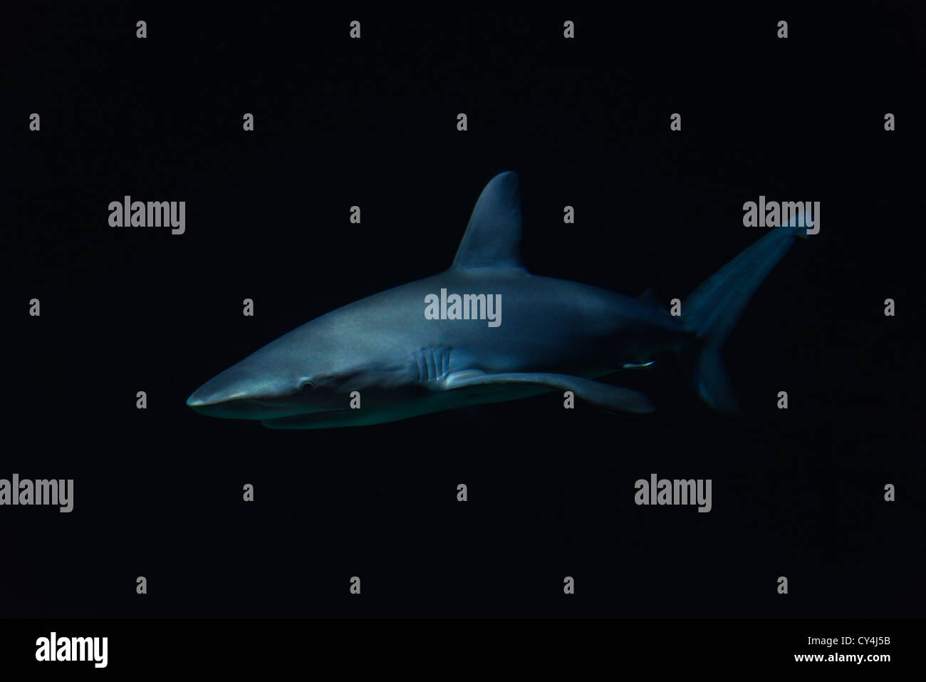 Shark in dark water Stock Photo - Alamy