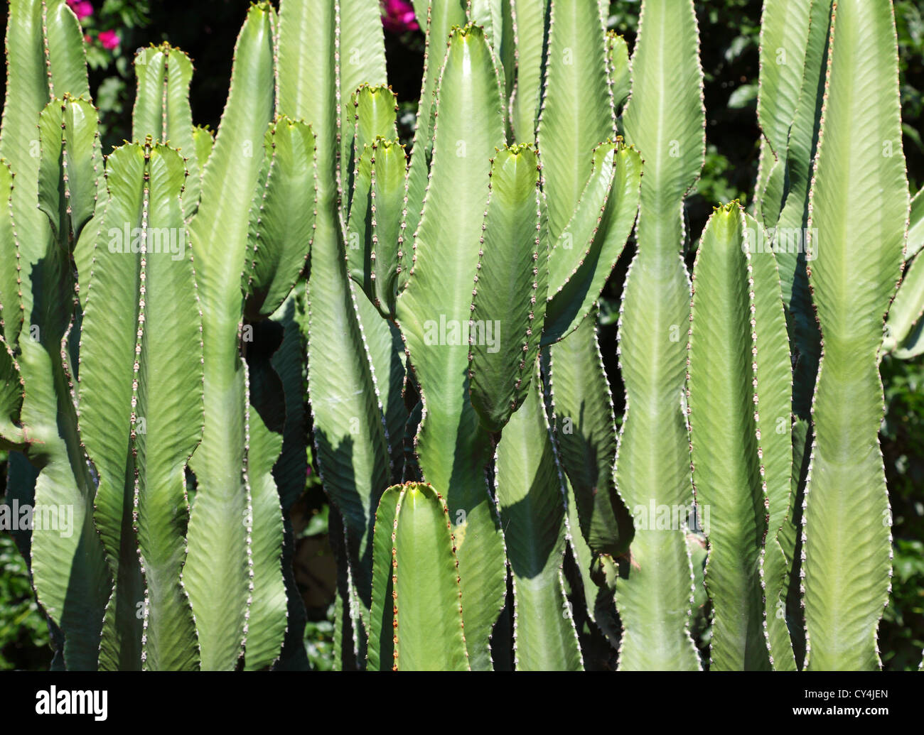 group of large green cactus Stock Photo - Alamy