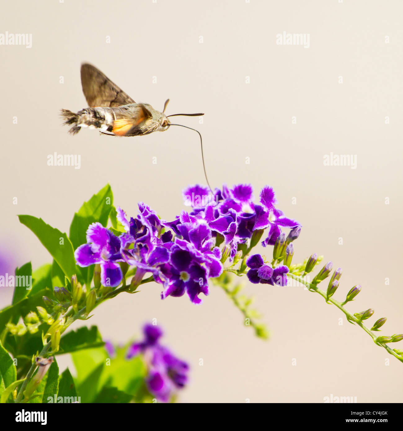 Fast moth hi-res stock photography and images - Alamy