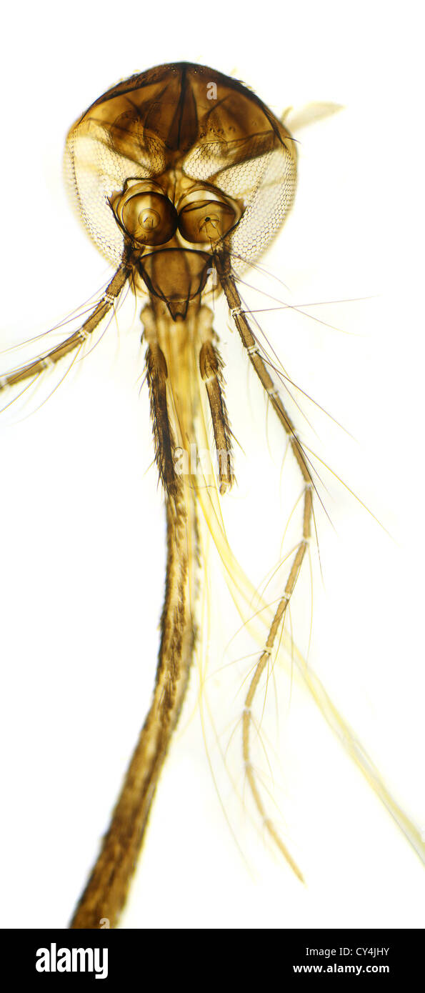 House fly moeth parts under the microscope, background. (Musca Stock ...