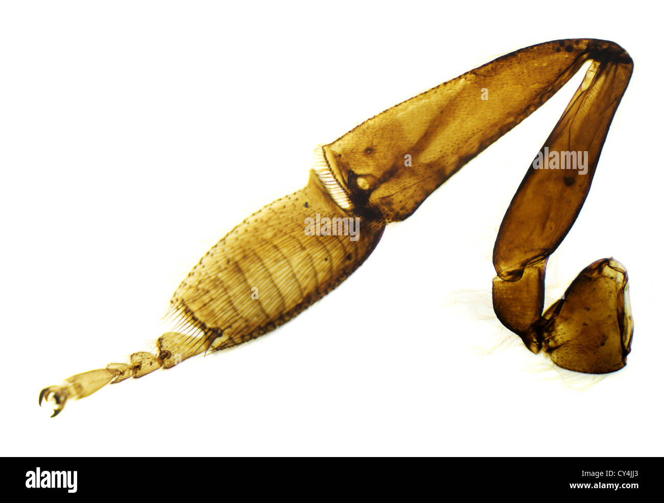 Honey bee hind leg under the microscope, background. (Anthophila Stock ...
