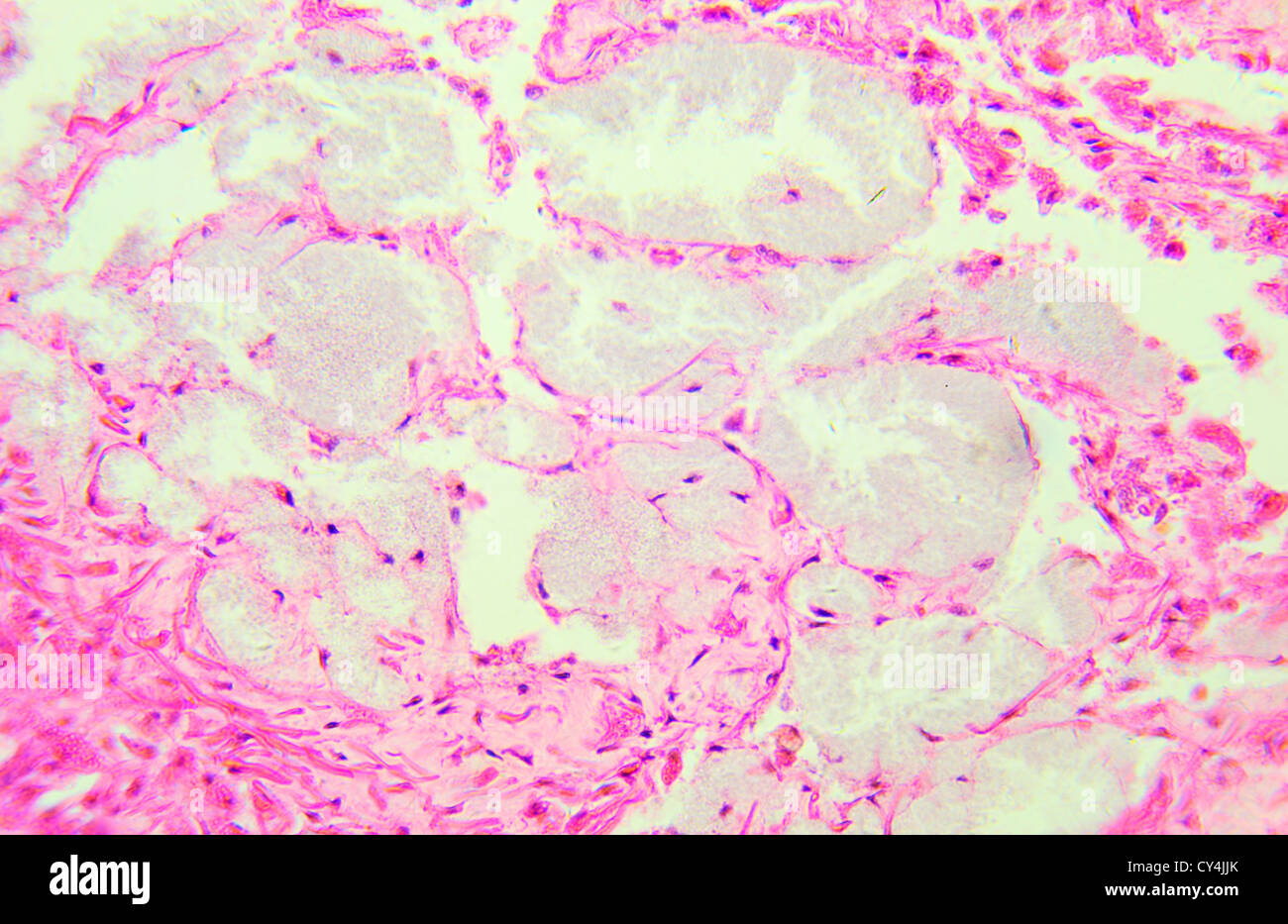 Clam gill under the microscope, background Stock Photo - Alamy