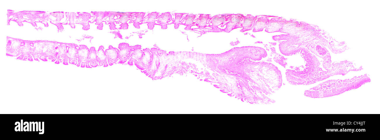 Clam gill under the microscope, background Stock Photo - Alamy