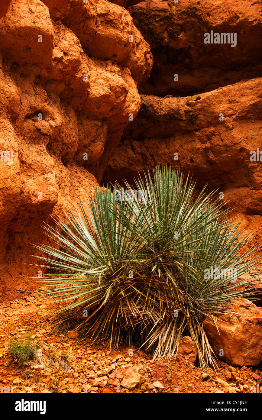 USA, Utah, Bryce Canyon, plant and rocks Stock Photo - Alamy