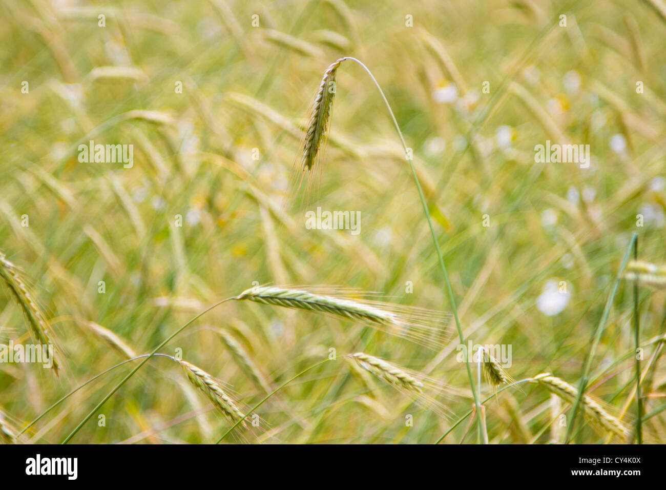 Rye seed head hi-res stock photography and images - Alamy