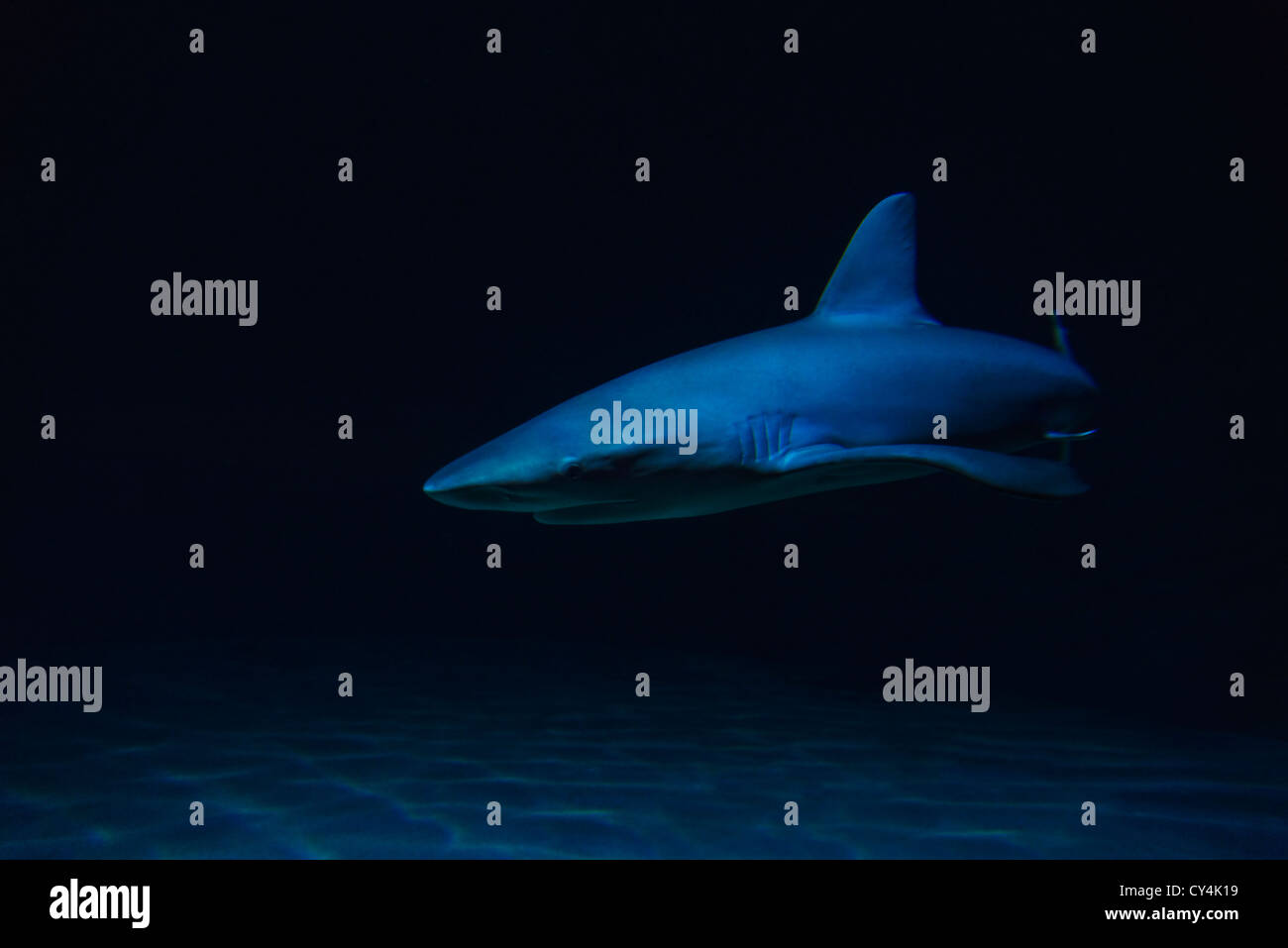 Underwater view of shark in sea Stock Photo - Alamy