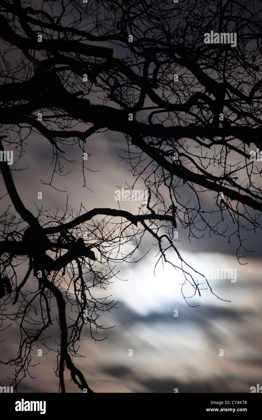 Dark night tree full moon hi-res stock photography and images - Alamy
