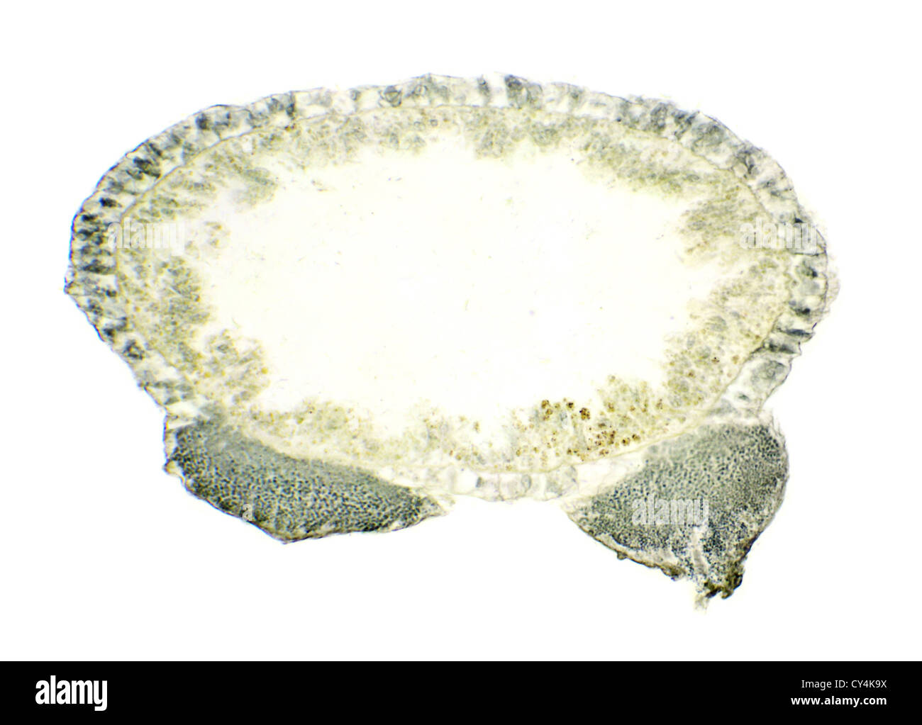 Hydra under the microscope, background Stock Photo - Alamy