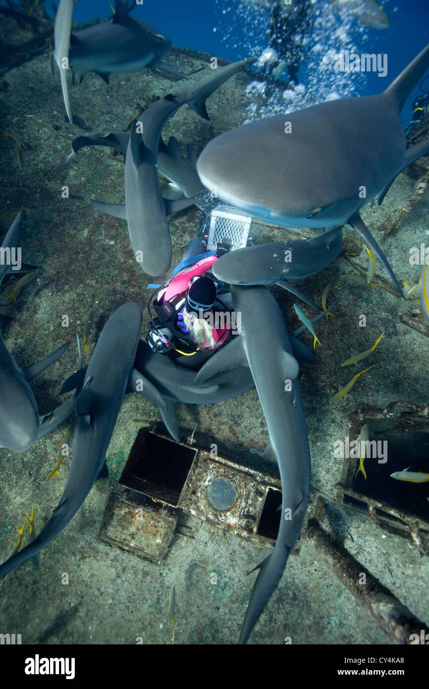 Diver shark wreck hi-res stock photography and images - Alamy