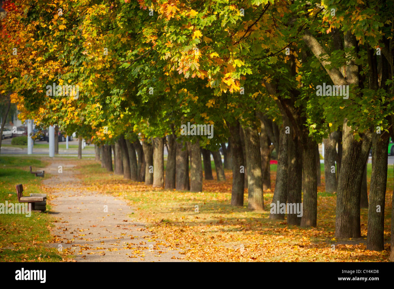 Beautiful park foliage trees hi-res stock photography and images - Alamy