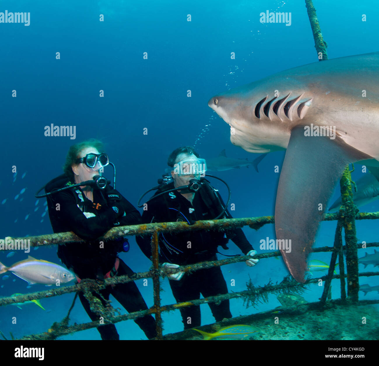 Two sharks feeding hi-res stock photography and images - Alamy