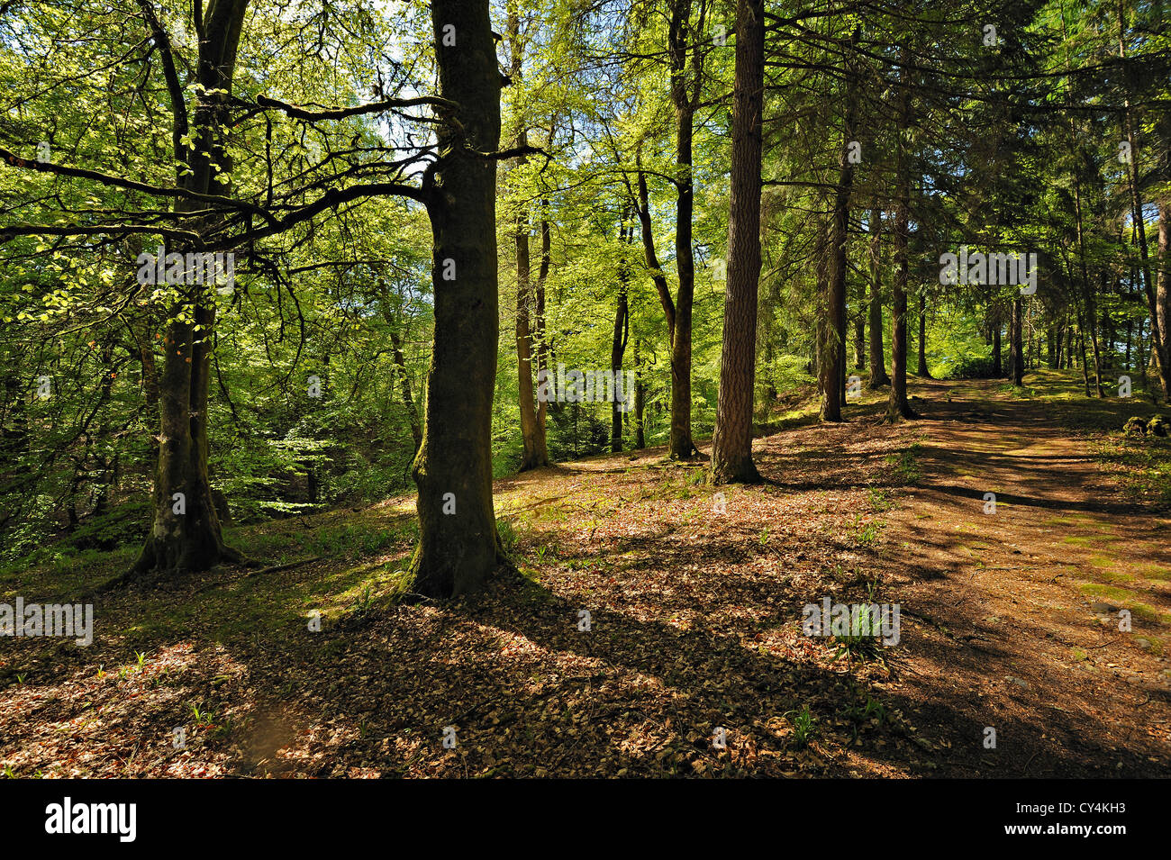 Mixed woodland in fresh spring greenery and colors near Killin ...