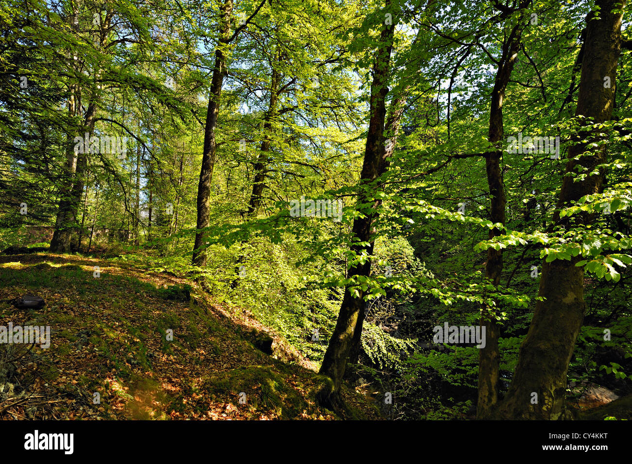 Mixed woodland in fresh spring greenery and colors near Killin ...