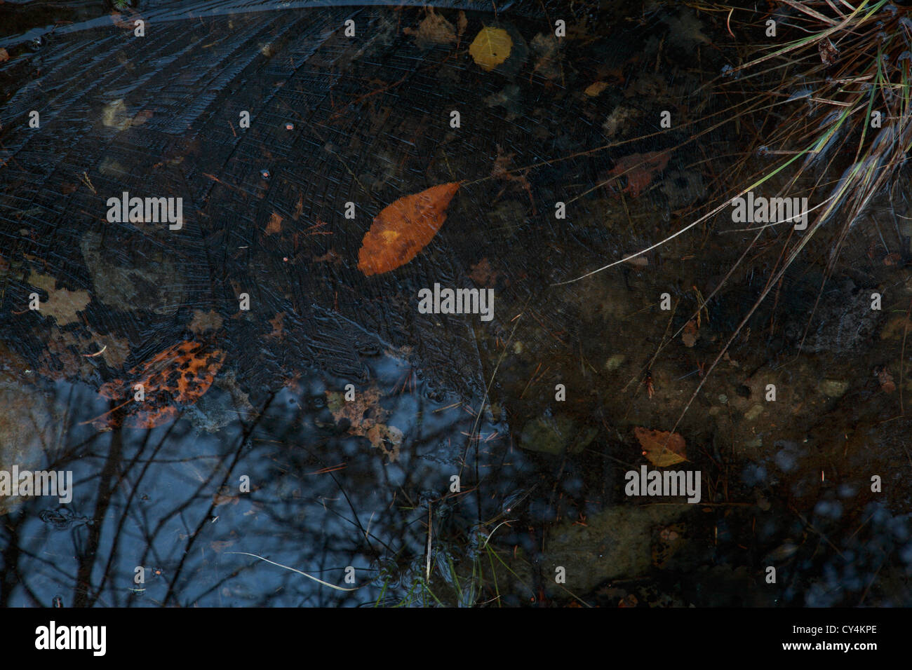Thin ice is forming over a puddle with floating autumn leaves Stock ...