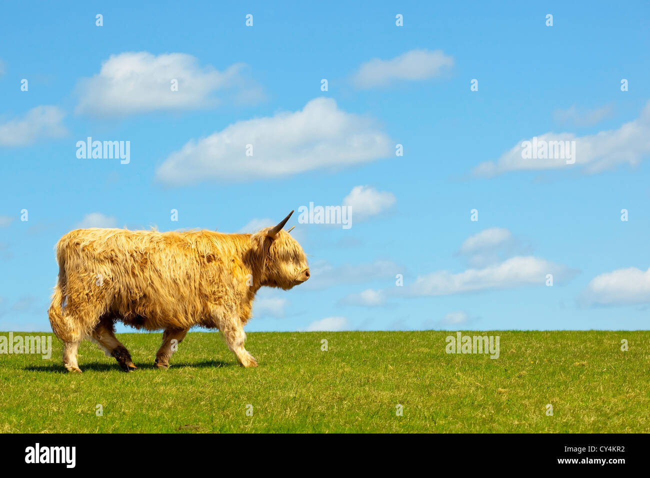 A highland cow walks across the top of a grassy hill against a ...