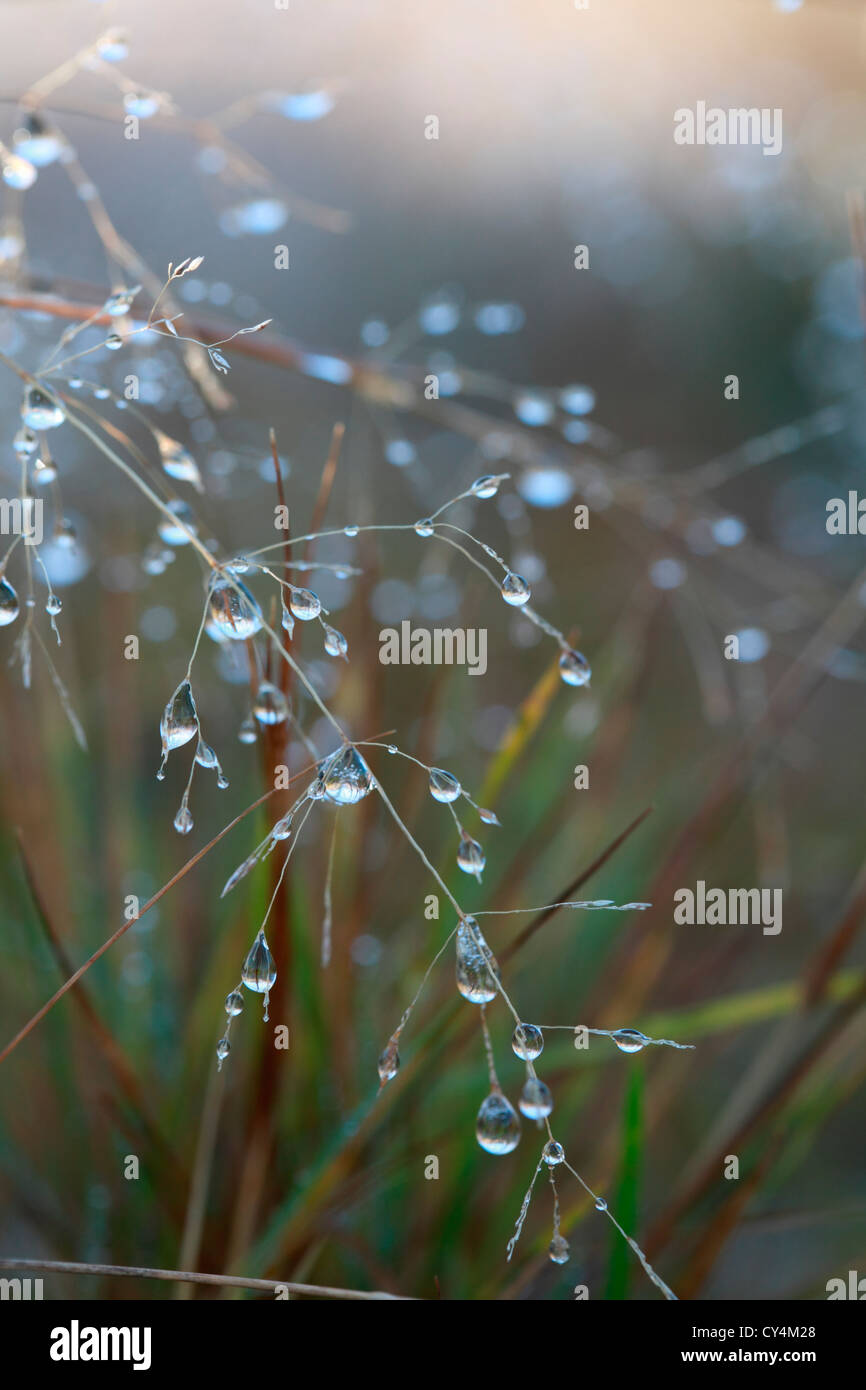 Dew drops are shimmering on grasses in the morning light Stock Photo ...